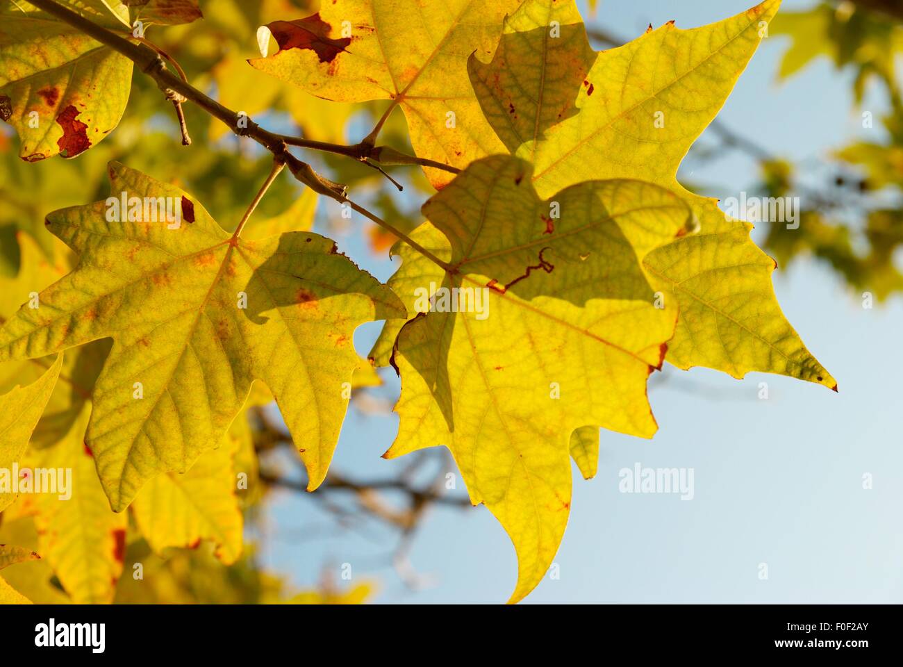 Yellow fall leaves Stock Photo - Alamy