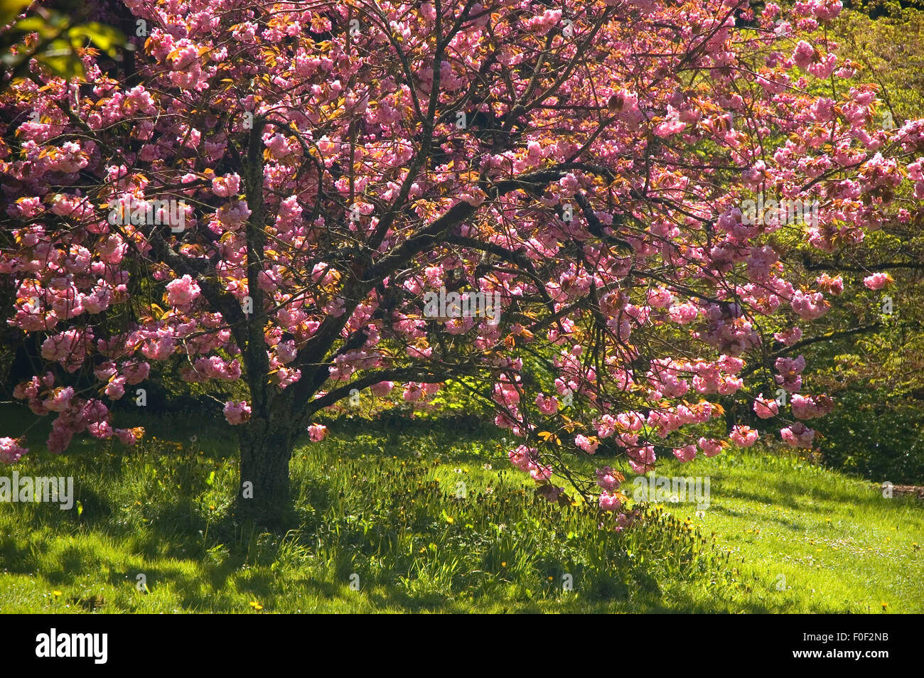 Flowering cherry tree, Washington Park Arboretum, Seattle, Washington ...