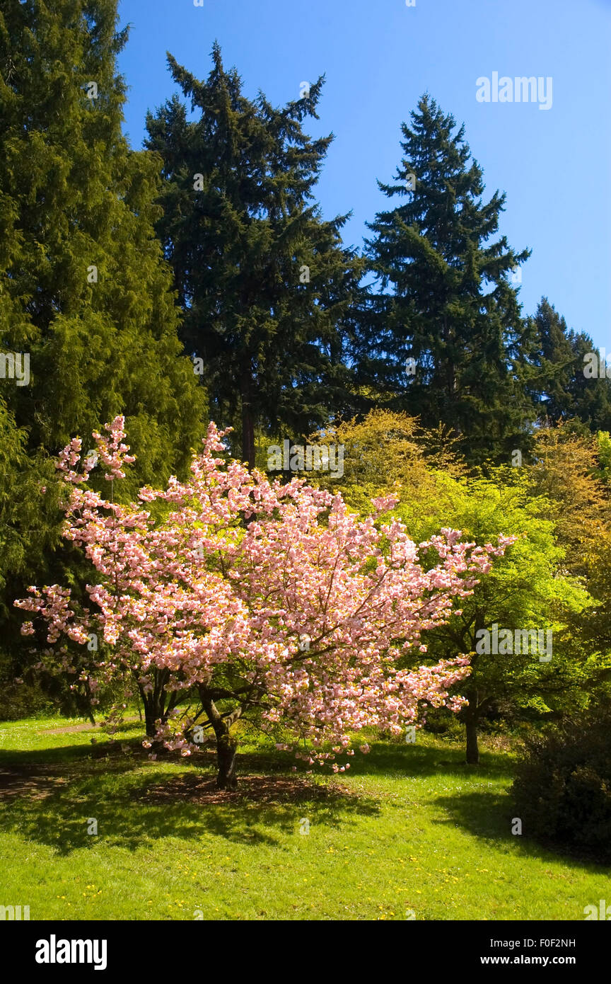 Flowering cherry tree, Washington Park Arboretum, Seattle, Washington ...