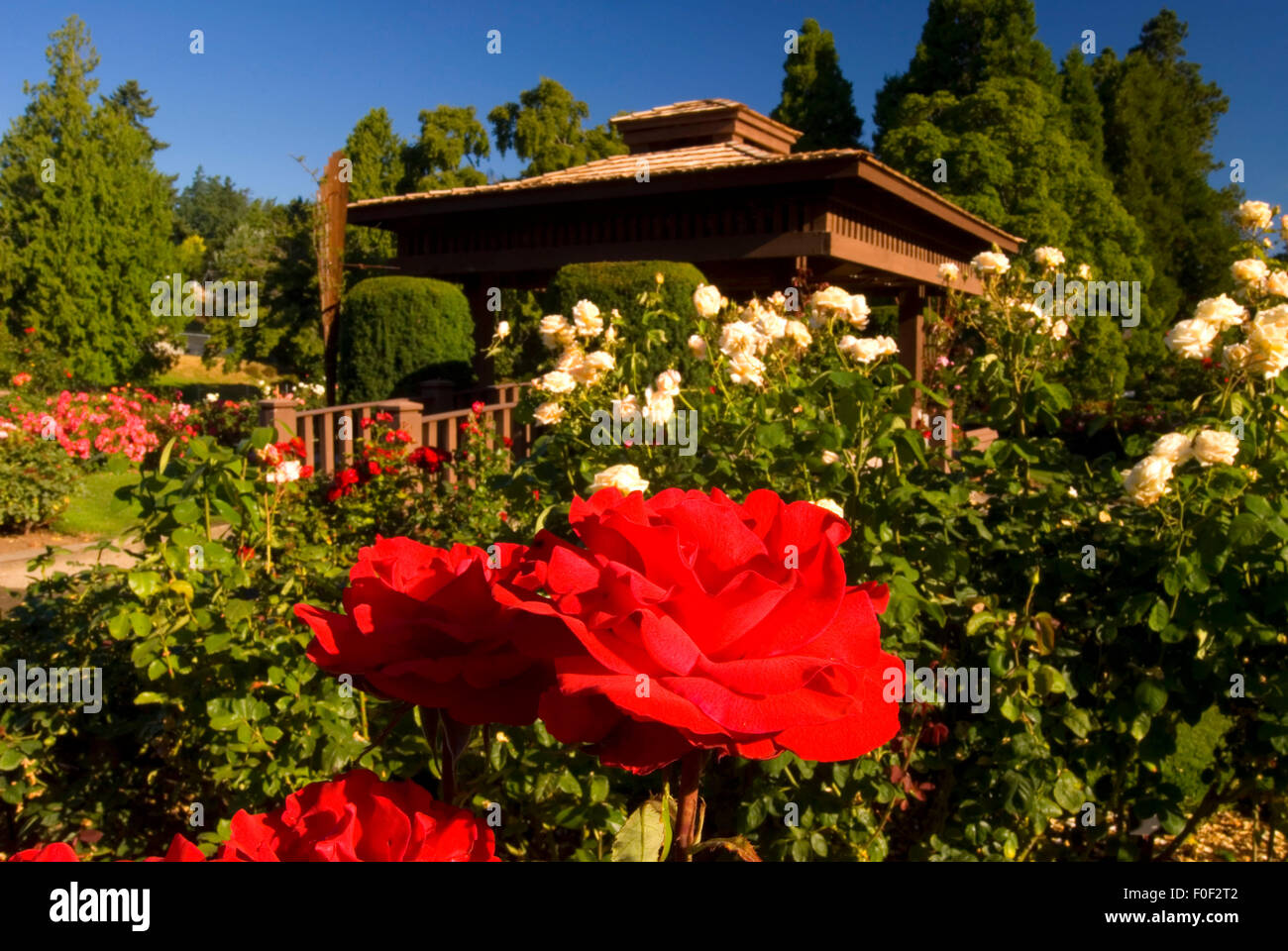 Rose Garden, Point Defiance Park, Tacoma, Washington Stock Photo - Alamy