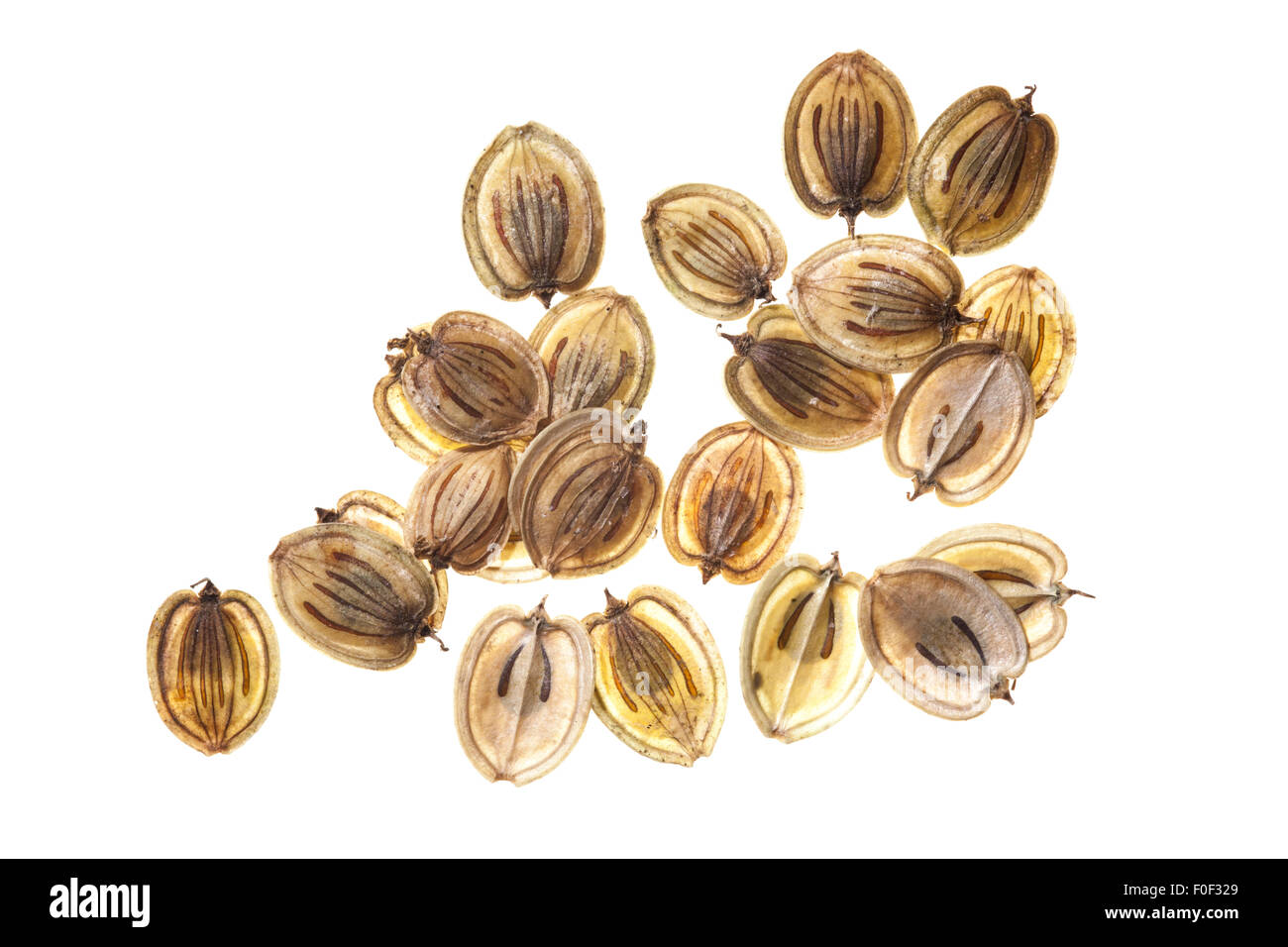 Seeds of Hog weed uk Stock Photo - Alamy