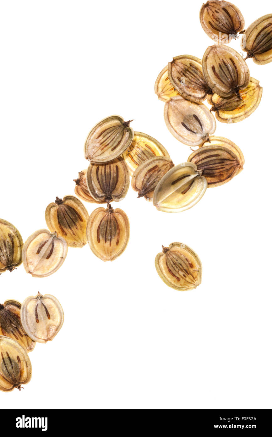 Hog weed Cut Out Stock Images & Pictures - Alamy