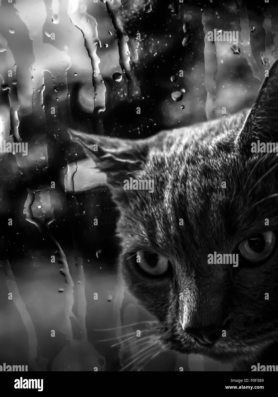 Cat photographed against window with rain Stock Photo - Alamy