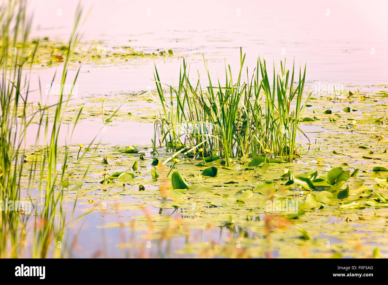 Yellow Nuphar Lutea and Typha Latifolia in the pink Dnieper river at ...