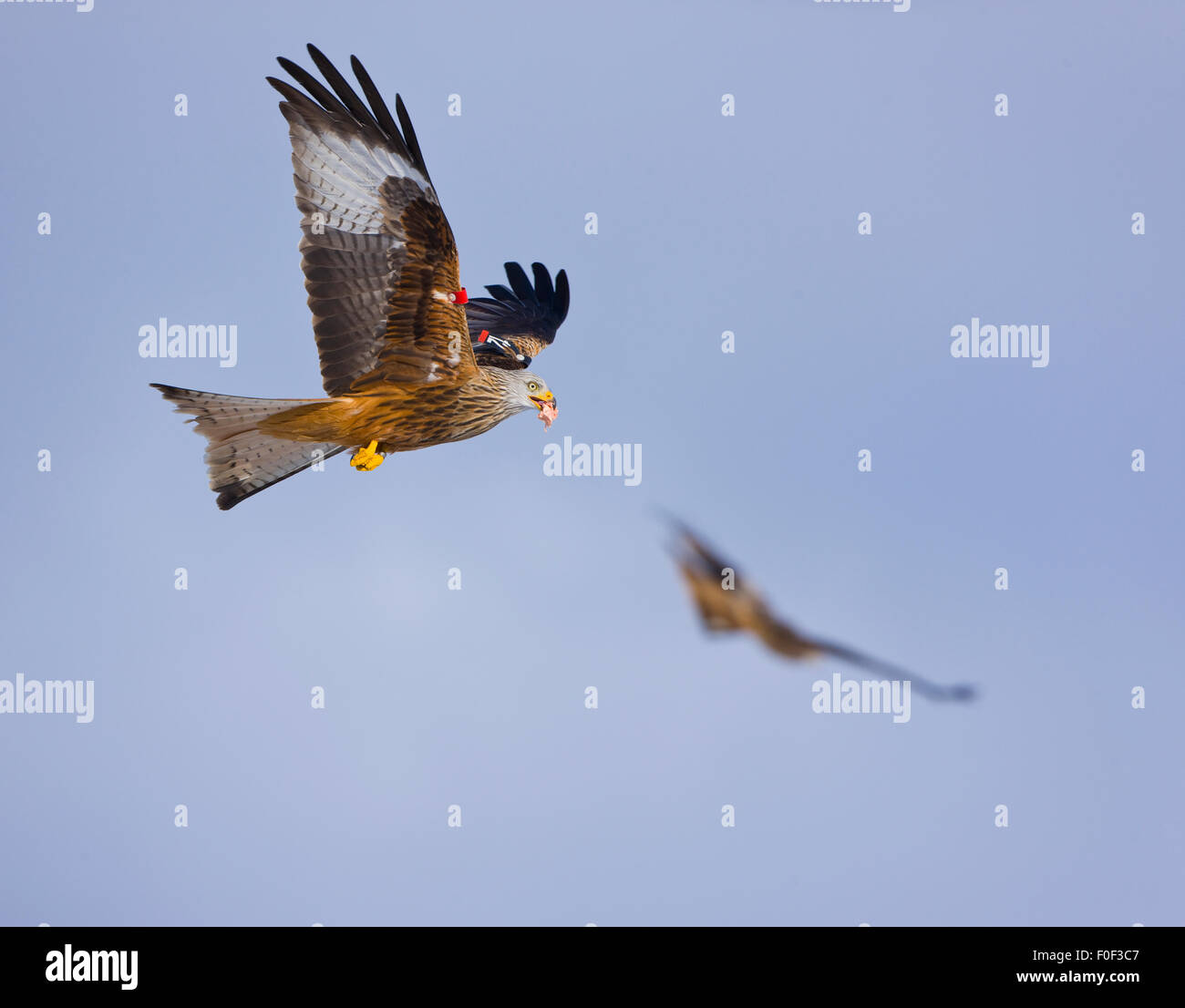 Tagged Red kite (Milvus milvus) in flight carrying piece of meat ...
