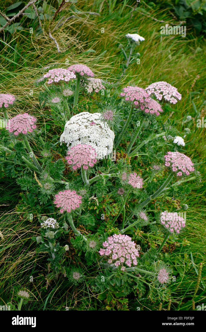 Sea Carrot Wildflower ( Daucus carota subspecies gummifer ) in June, UK ...