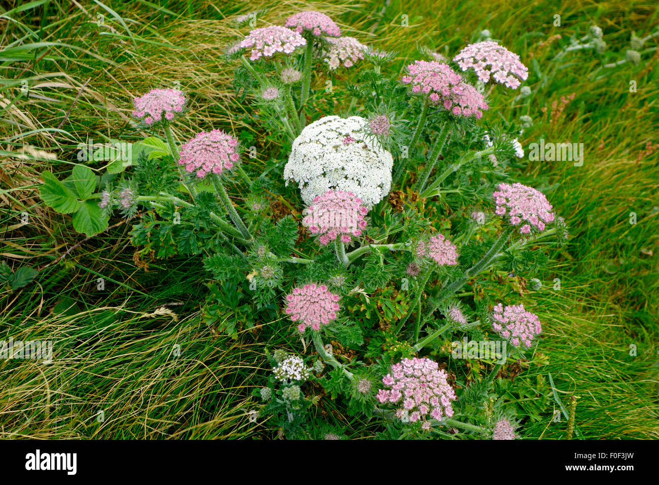 Sea Carrot Wildflower ( Daucus carota subspecies gummifer ) in June, UK ...