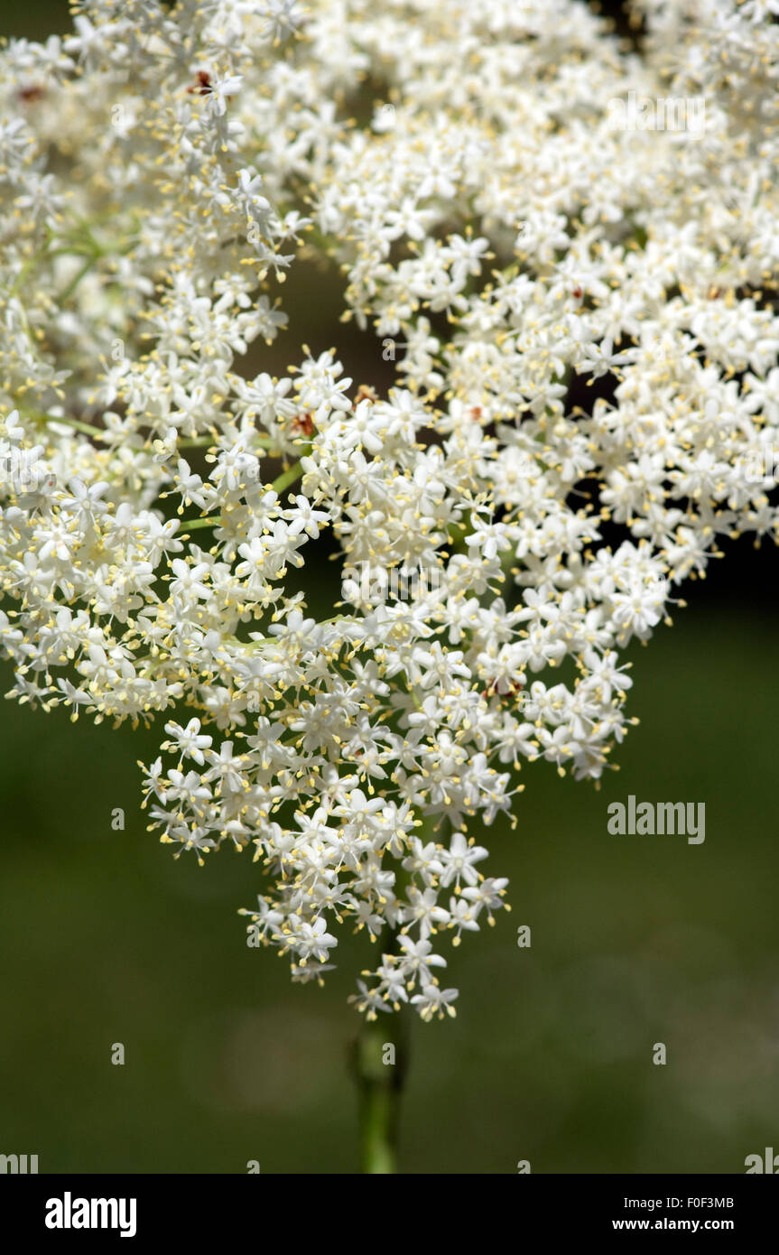 Weisser, Holunder; Haschberg; Holunderbeere; Sambucus, nigra ...