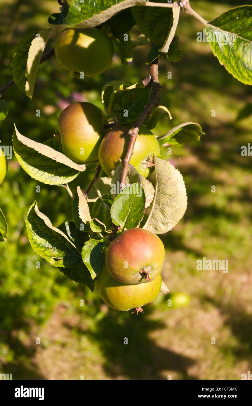 English apples on tree hi-res stock photography and images - Alamy