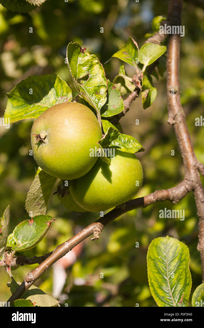 English apples on tree hi-res stock photography and images - Alamy