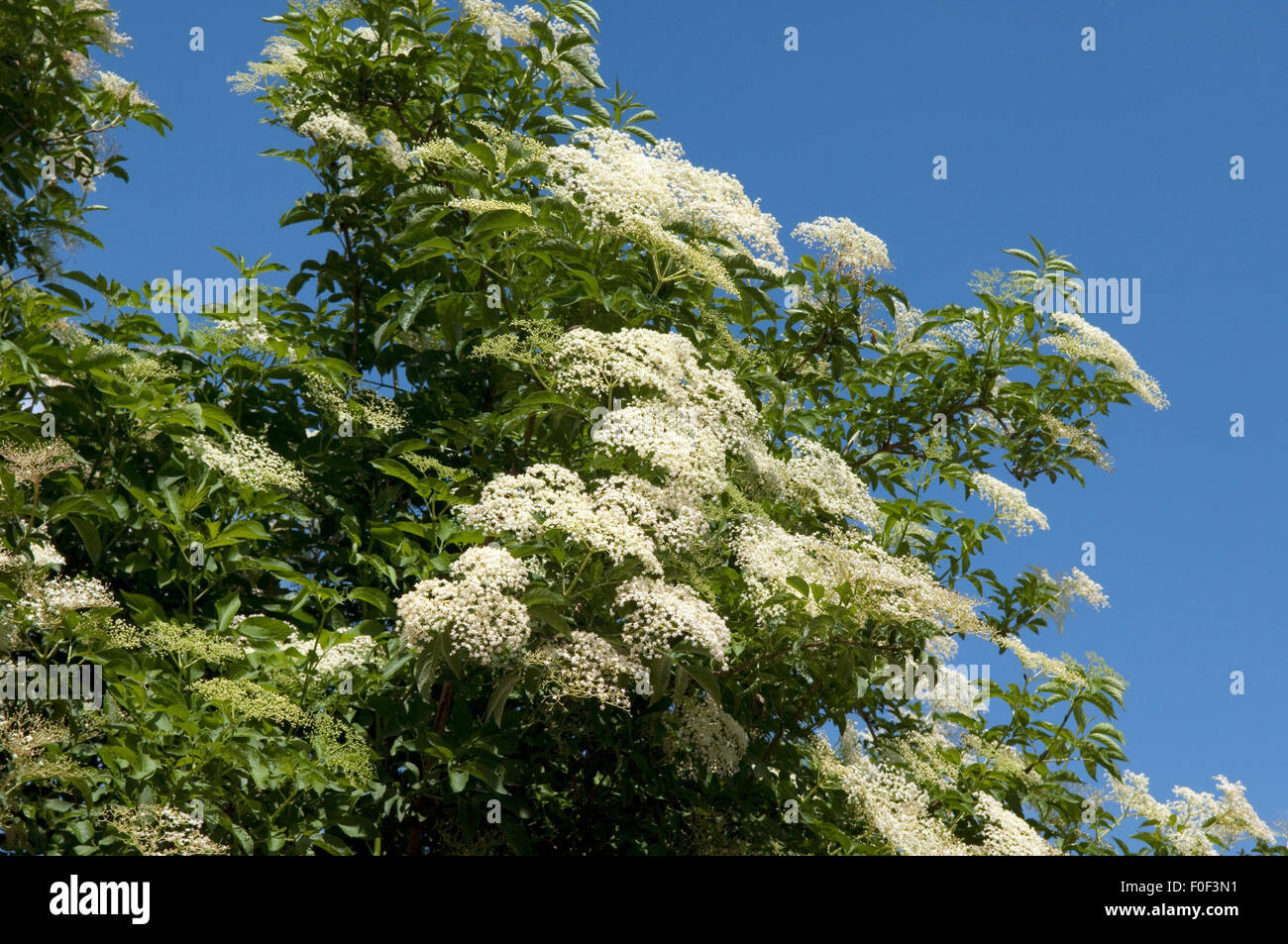 Weisser, Holunder; Haschberg; Holunderbeere; Sambucus, nigra ...