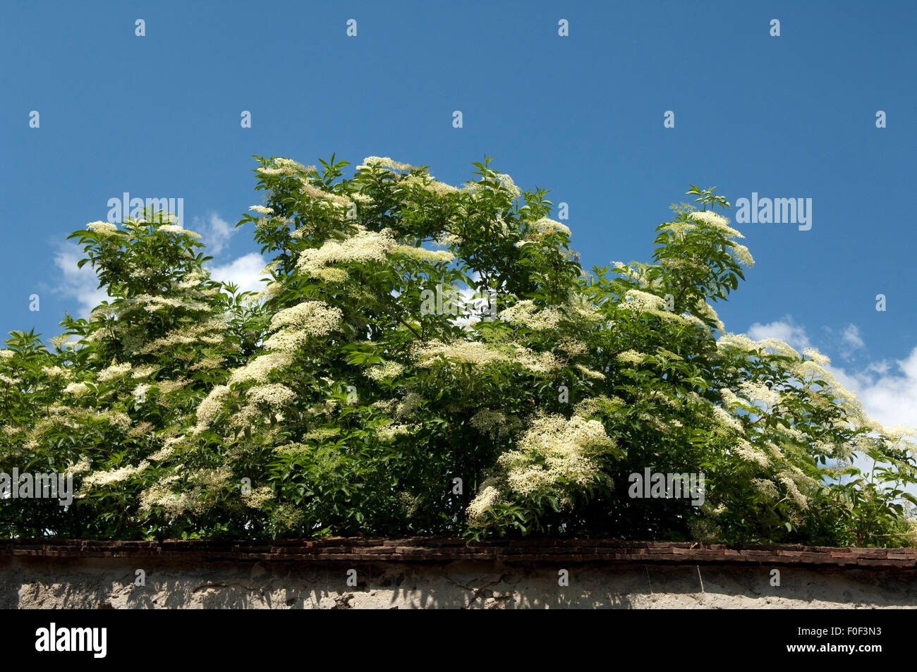 Weisser, Holunder; Haschberg; Holunderbeere; Sambucus, nigra ...