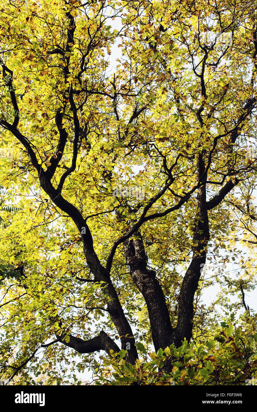 Big yellow oak tree. Seasonal natural background Stock Photo - Alamy