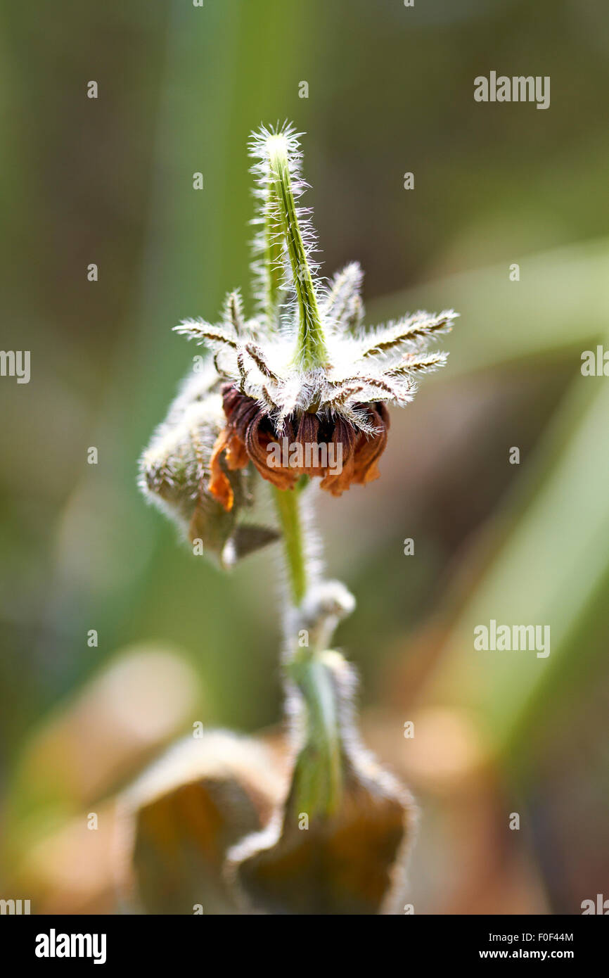 Decayed flower , Nature, Flower, Abstract, Garden, Dried flower, Plant ...