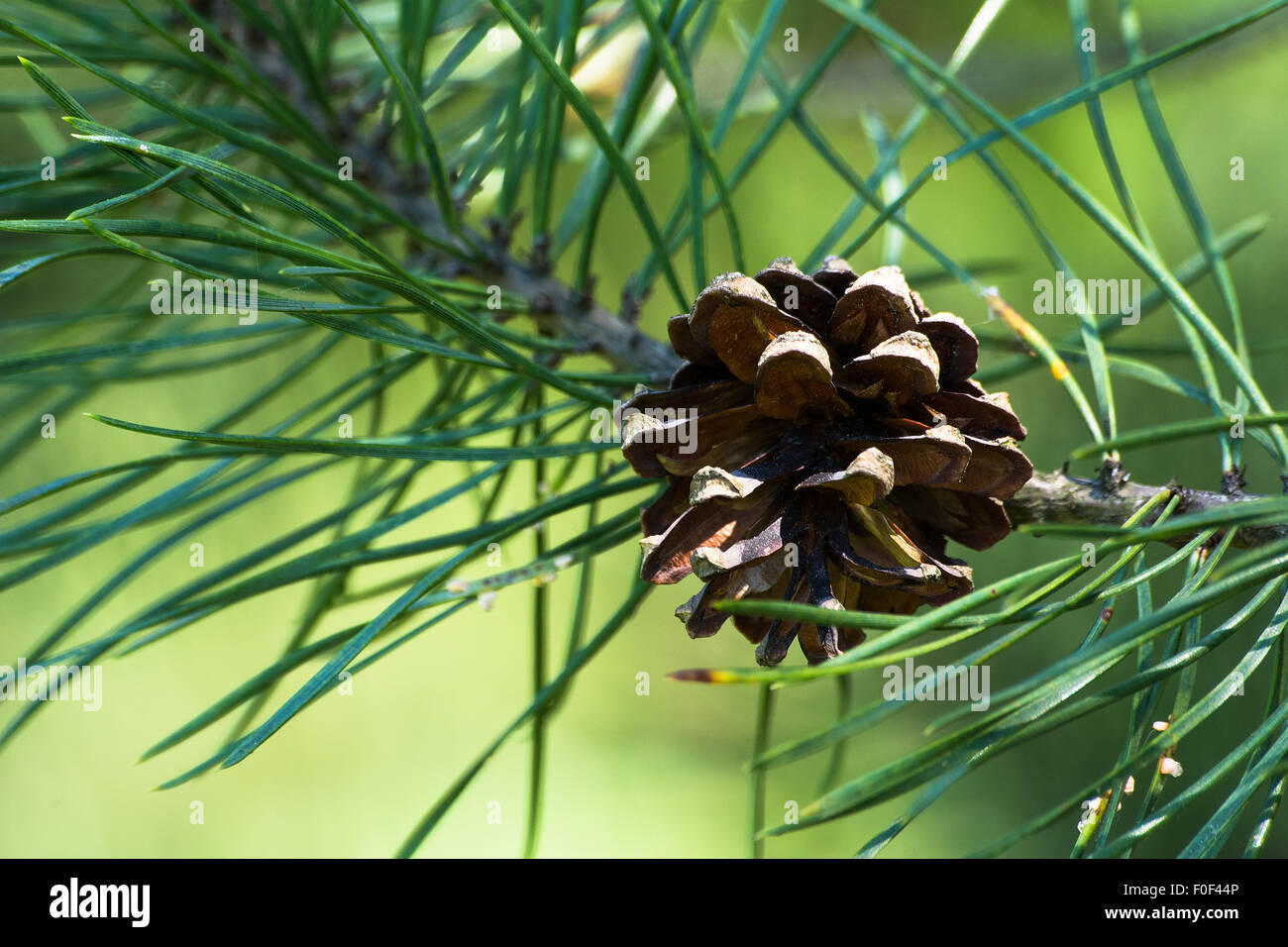 Pine cone on the tree Stock Photo - Alamy