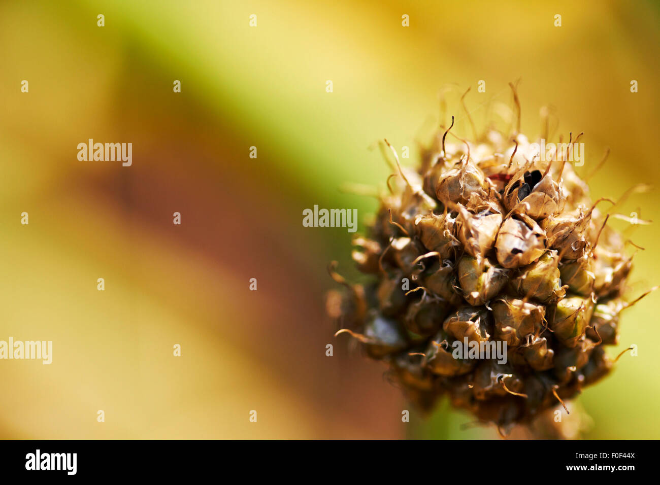 Abstract flower hi-res stock photography and images - Alamy