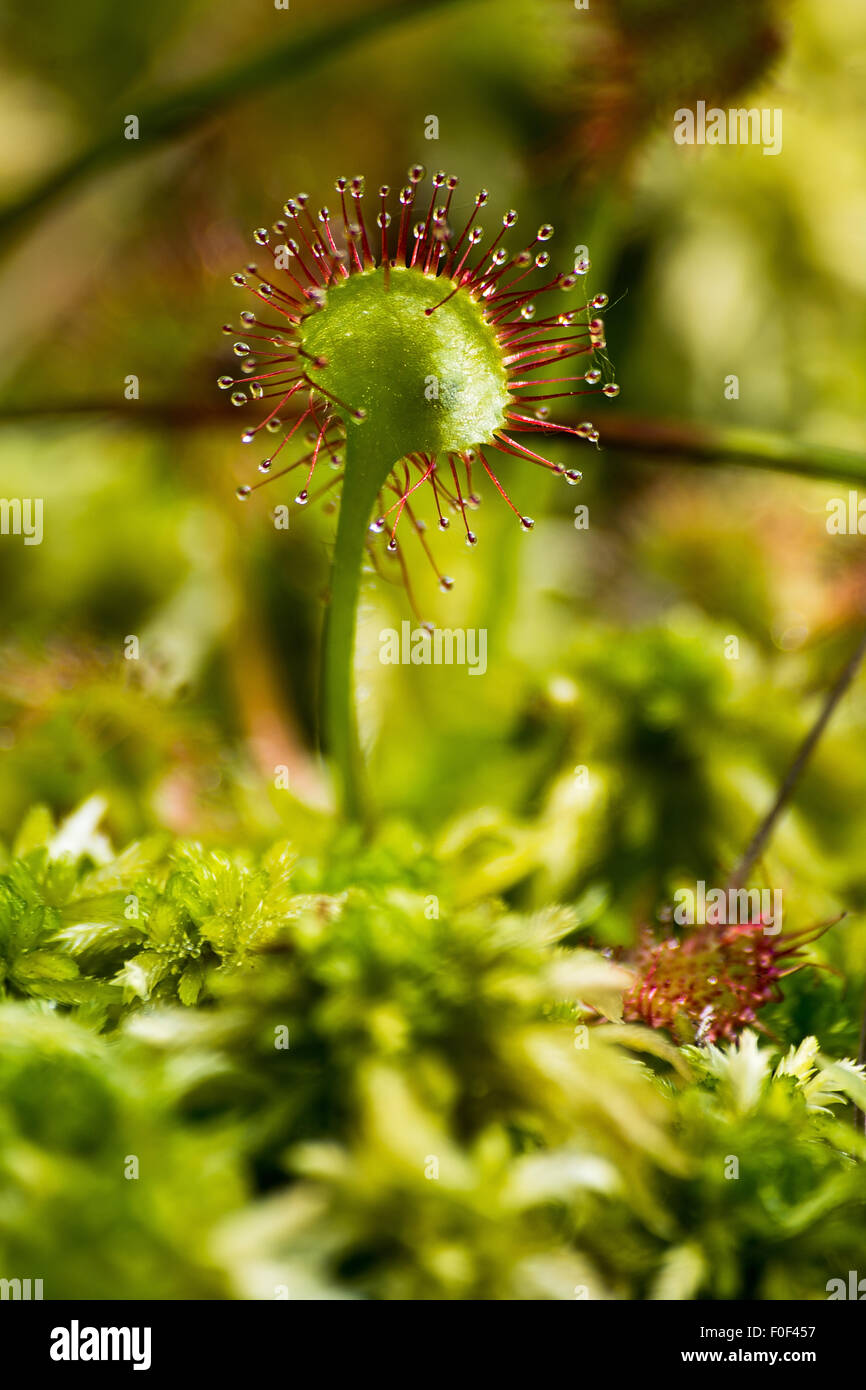 Swamp sundew hi-res stock photography and images - Alamy