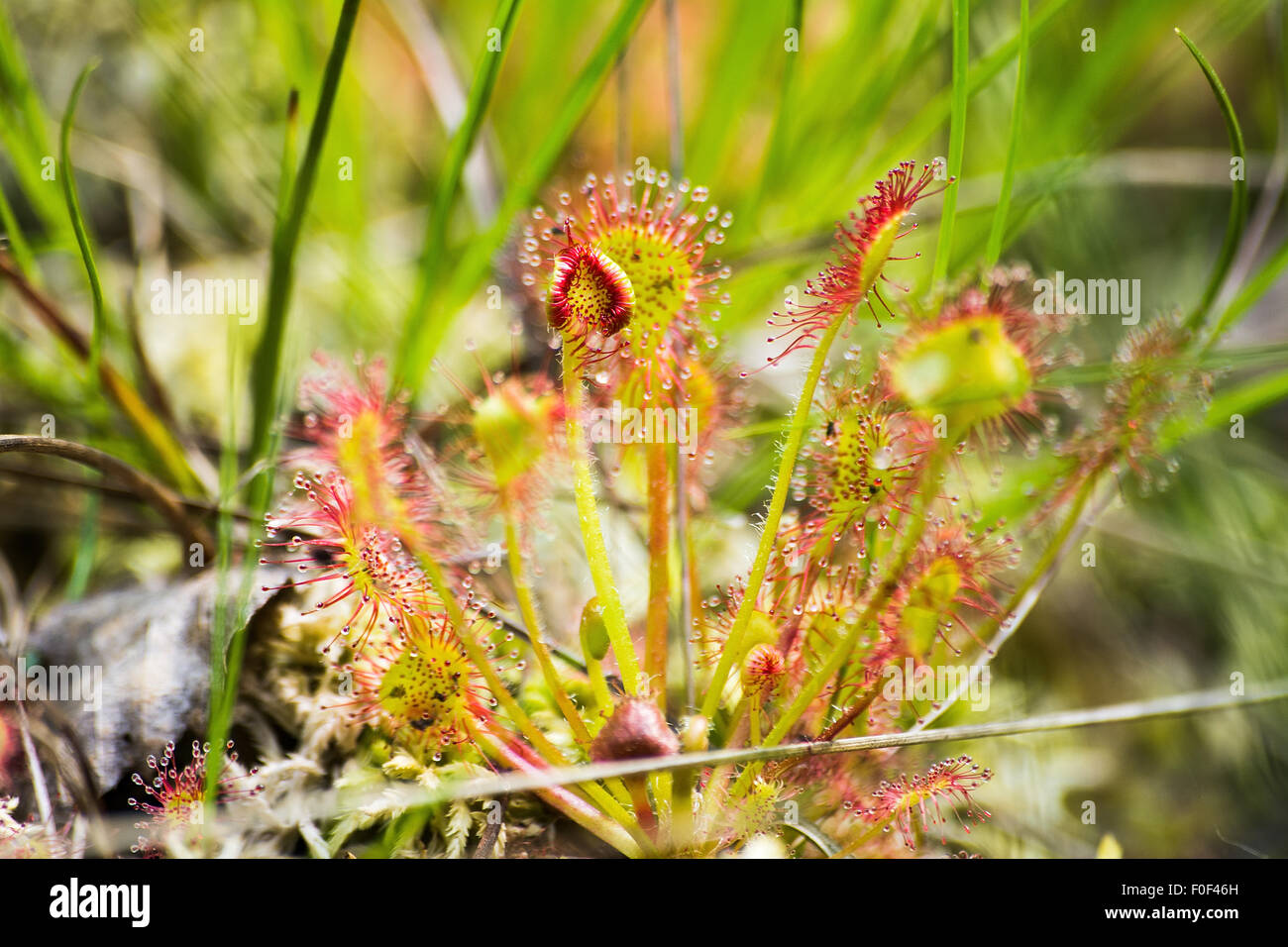 Sundew on the swamp Stock Photo - Alamy
