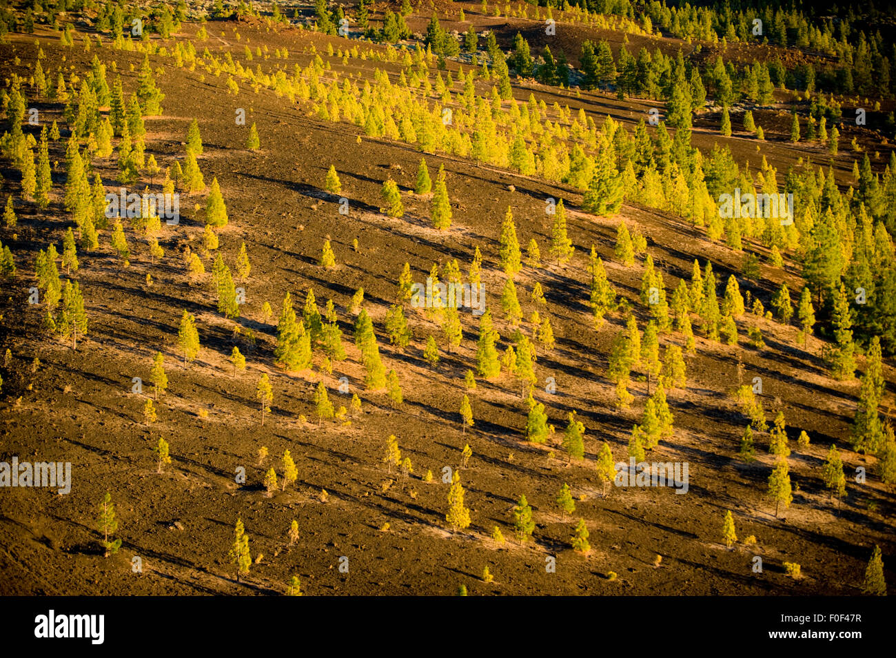 Canary pines (Pinus canariensis) growing in lava field near Chio, Teide ...