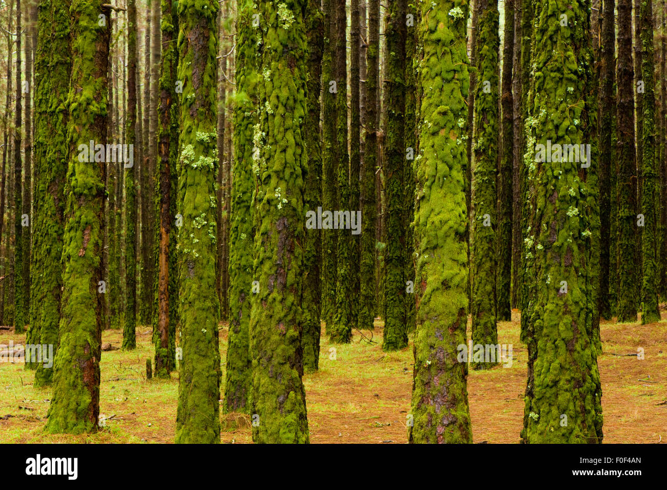 Montery pine (Pinus radiata) forest, with trunks covered with moss and ...