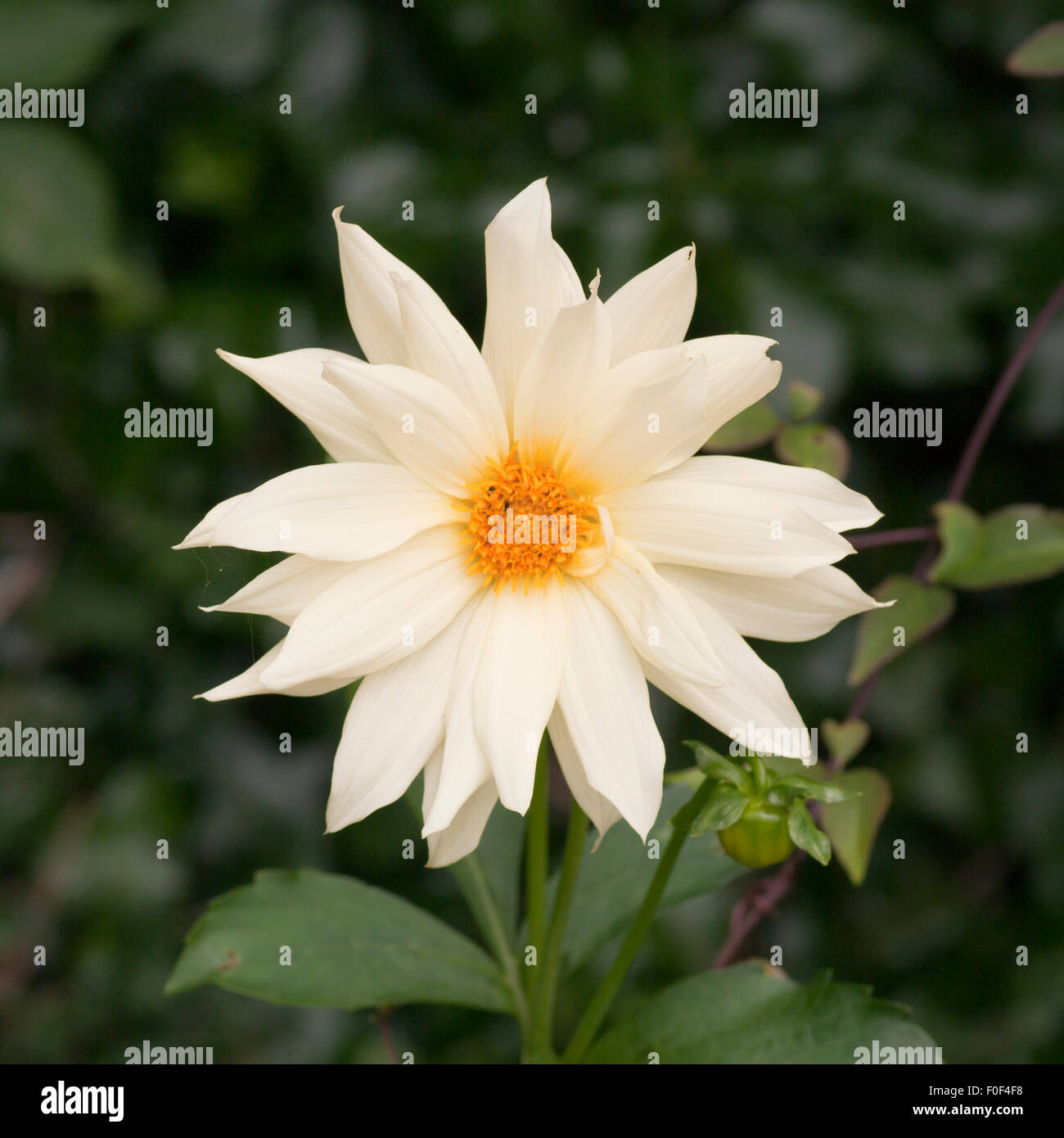 White dahlia hi-res stock photography and images - Alamy