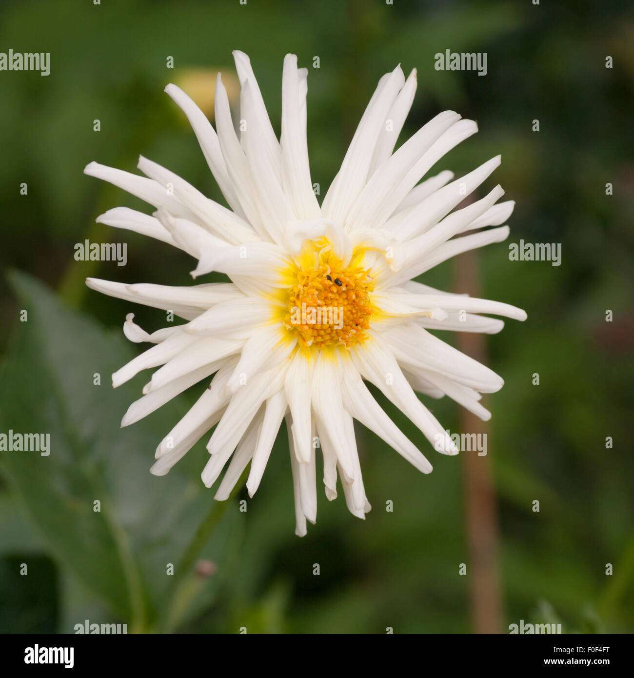 White dahlia hi-res stock photography and images - Alamy