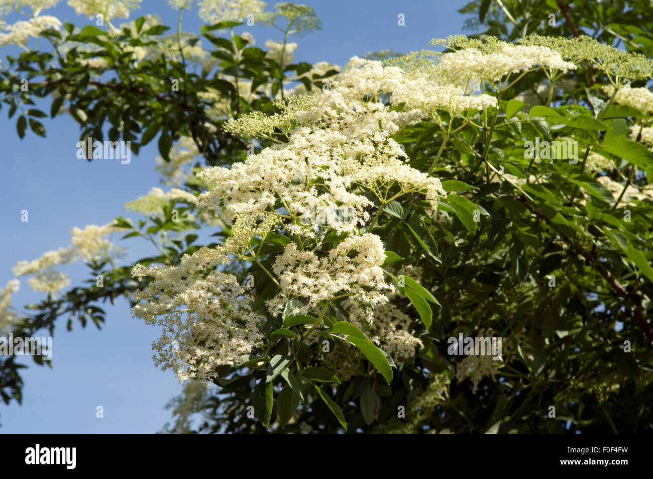 Weisser, Holunder; Haschberg; Holunderbeere; Sambucus, nigra ...