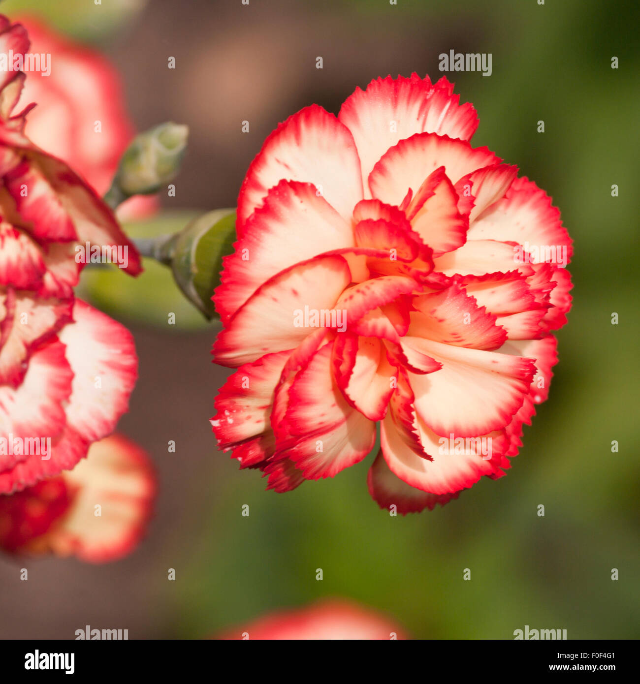 Carnation flower hi-res stock photography and images - Alamy