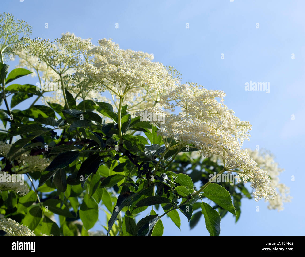 Weisser, Holunder; Haschberg; Holunderbeere; Sambucus, nigra ...
