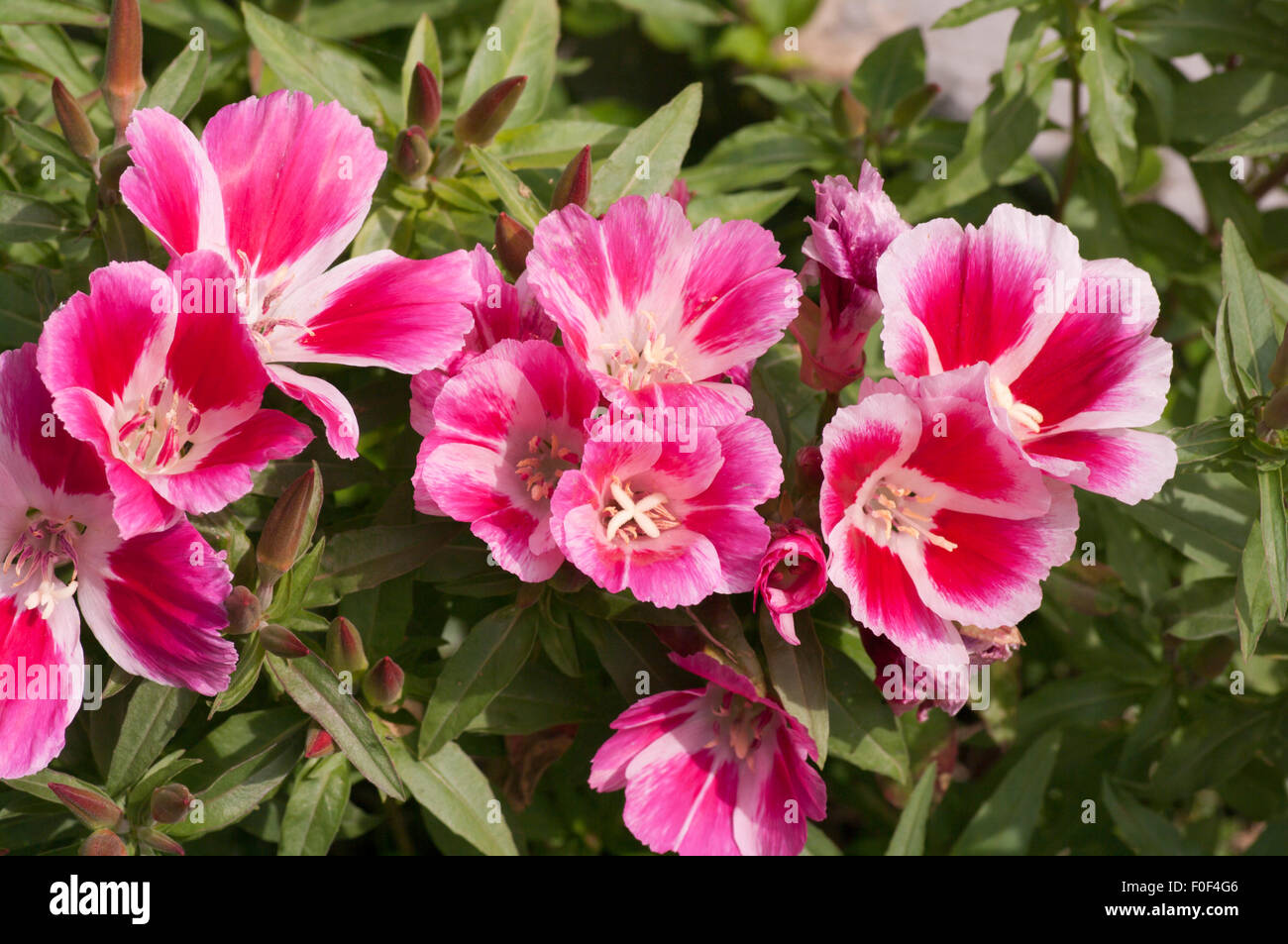 Godetia High Resolution Stock Photography and Images - Alamy