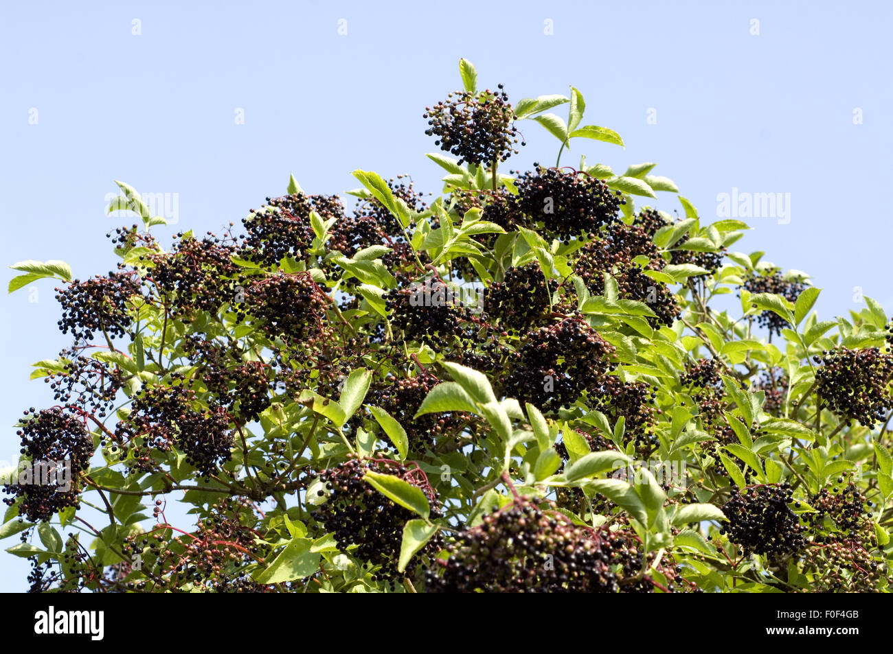 Schwarze holunderbeeren hi-res stock photography and images - Alamy