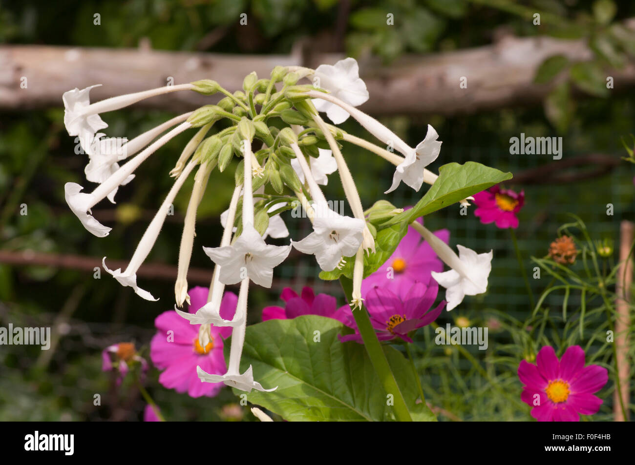 Tobacco Plant White