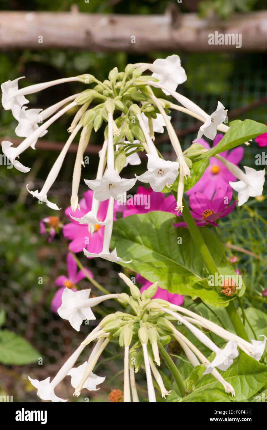 Nicotianas hi-res stock photography and images - Alamy