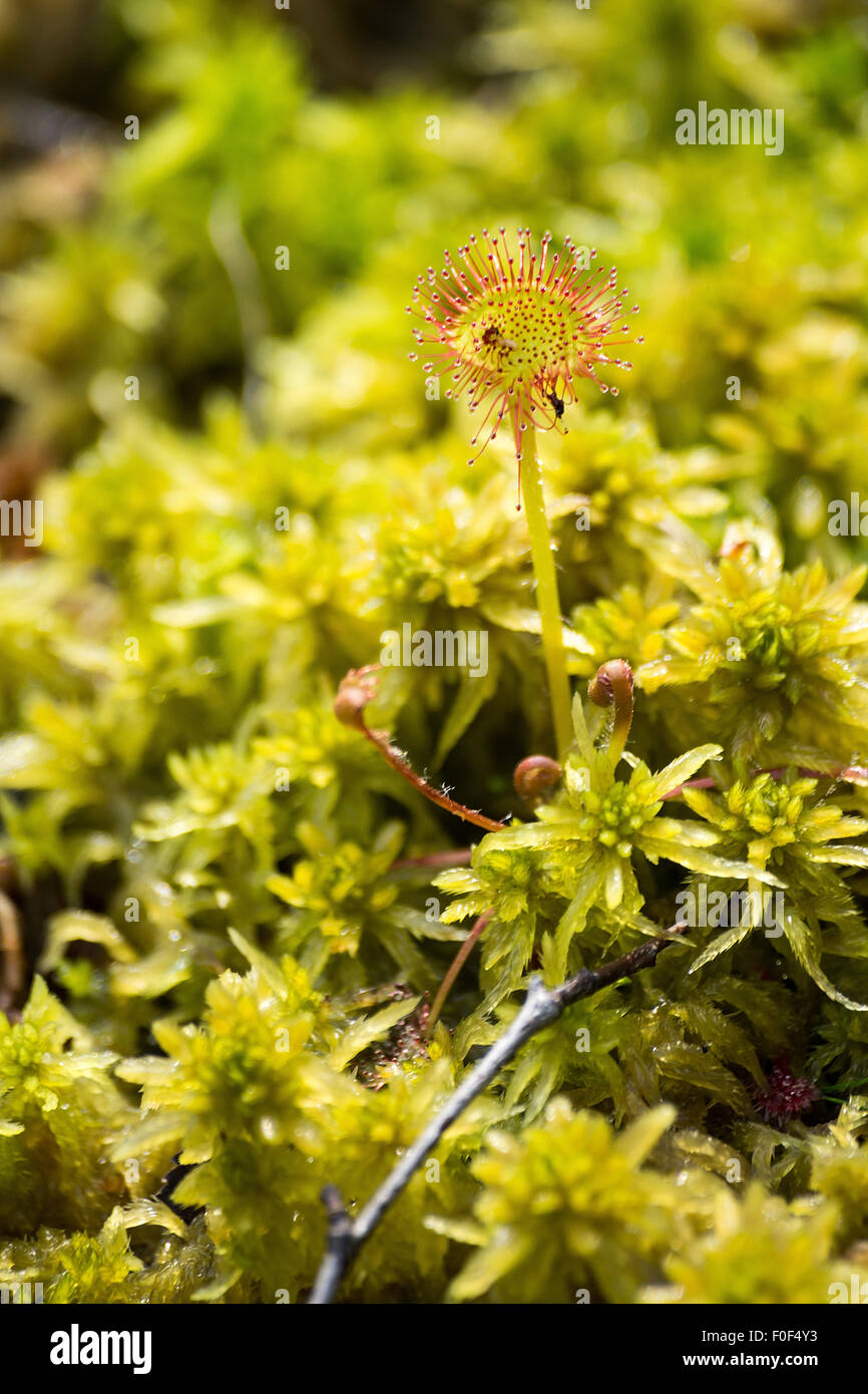 Sundew on the swamp Stock Photo - Alamy