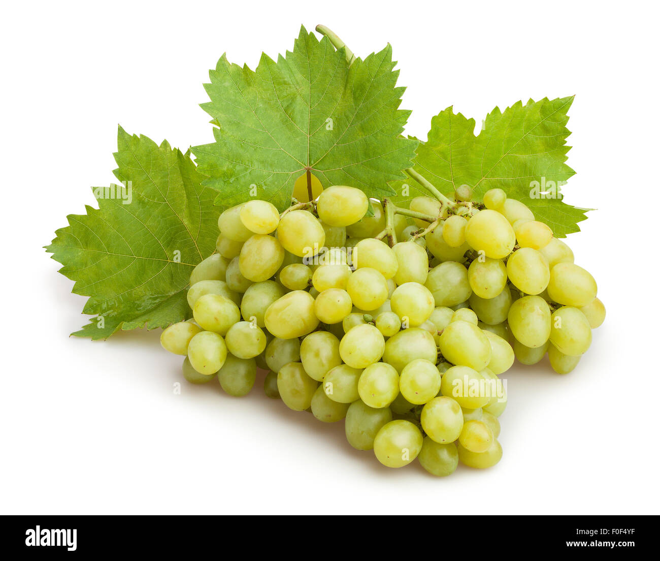 One grape leaf isolated Cut Out Stock Images & Pictures - Alamy