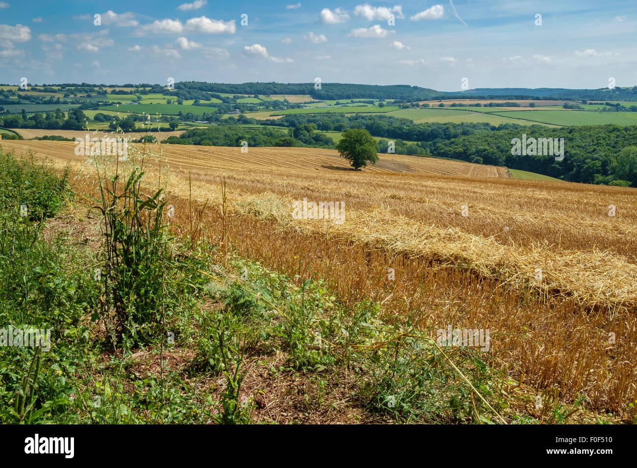 Cobblers plain hi-res stock photography and images - Alamy