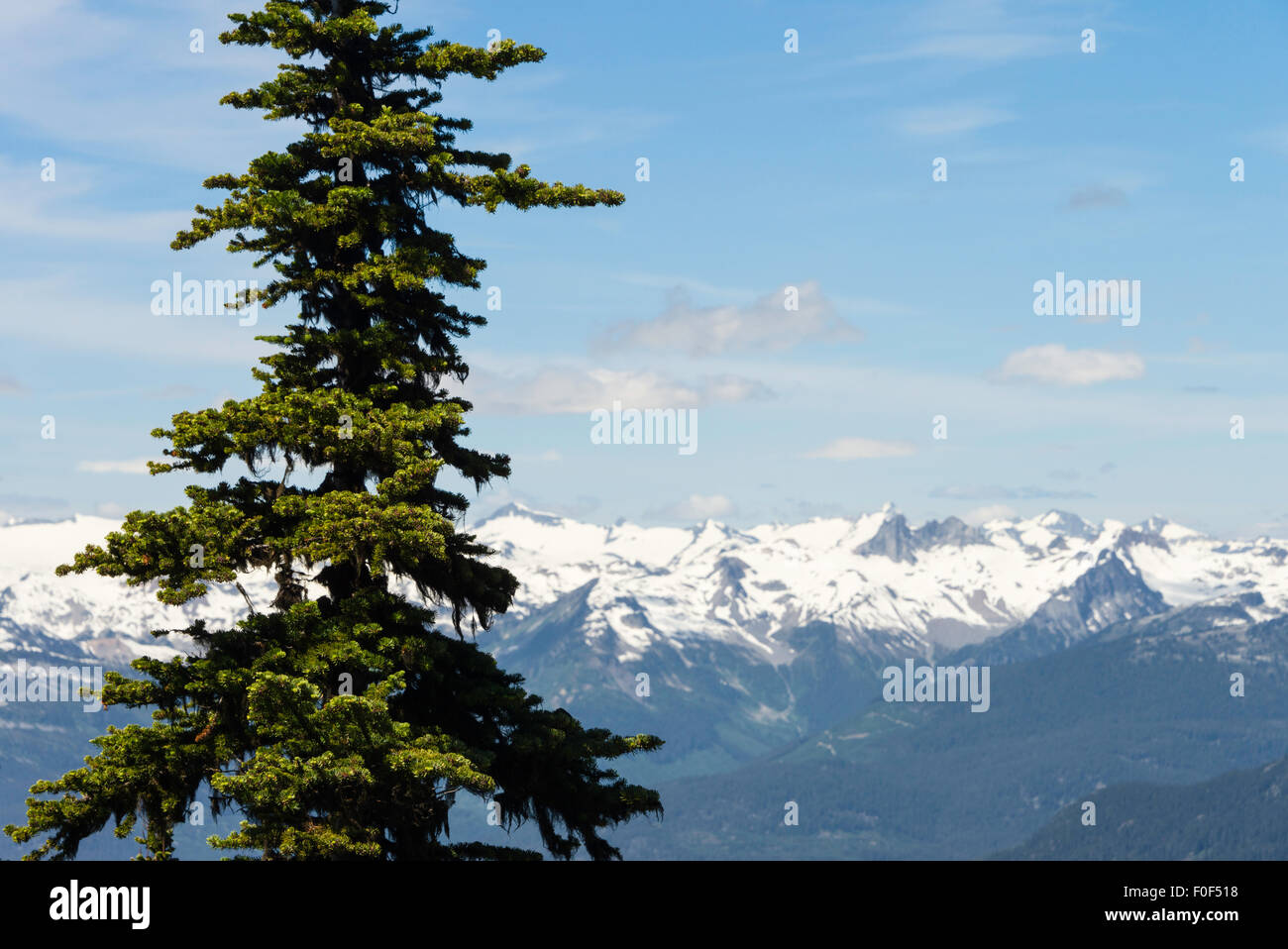 View from the Alpine Walk in summer on Blackcomb Mountain, Whistler ...