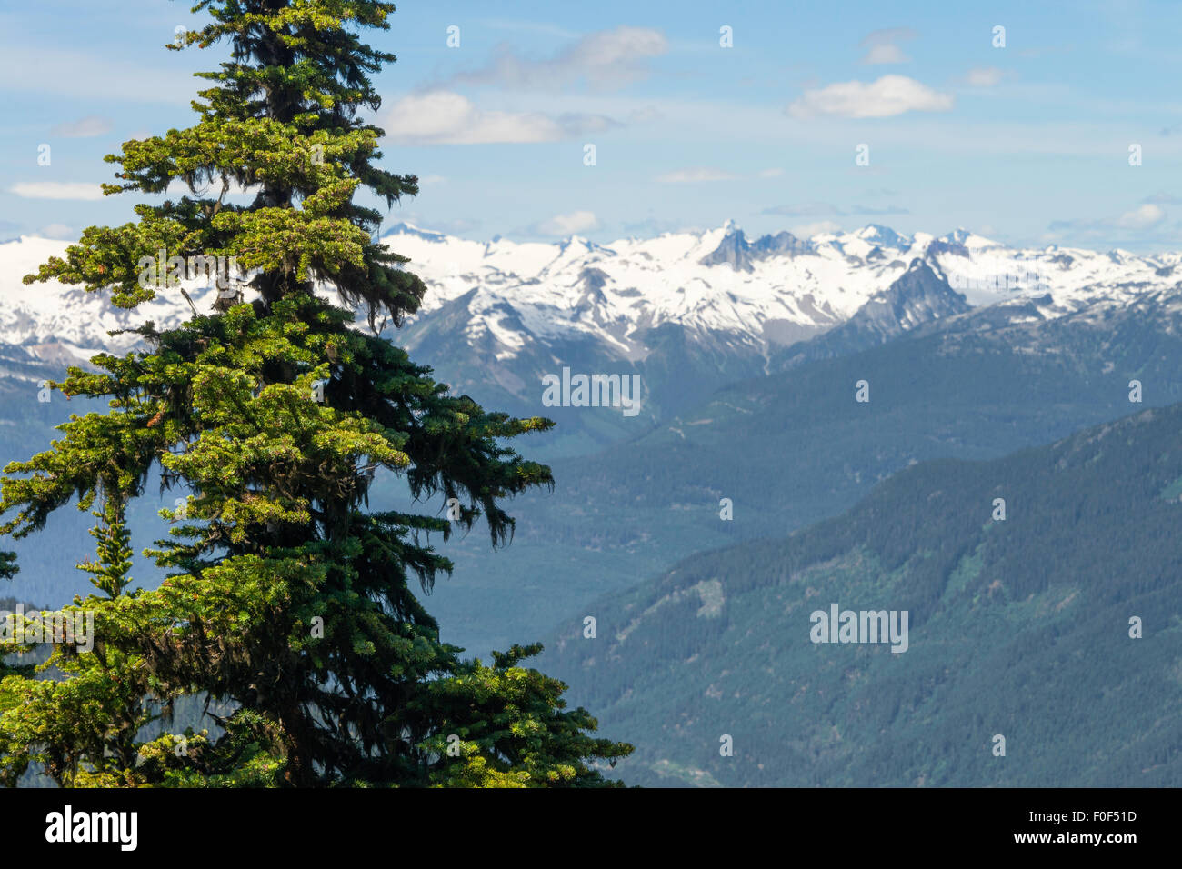 View from the Alpine Walk in summer on Blackcomb Mountain, Whistler ...