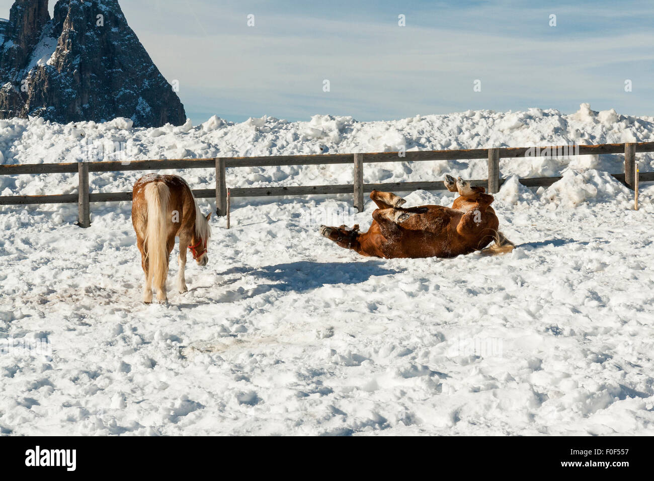Beautiful ponies are rolling in the snow. Magnificent ponies in the ...