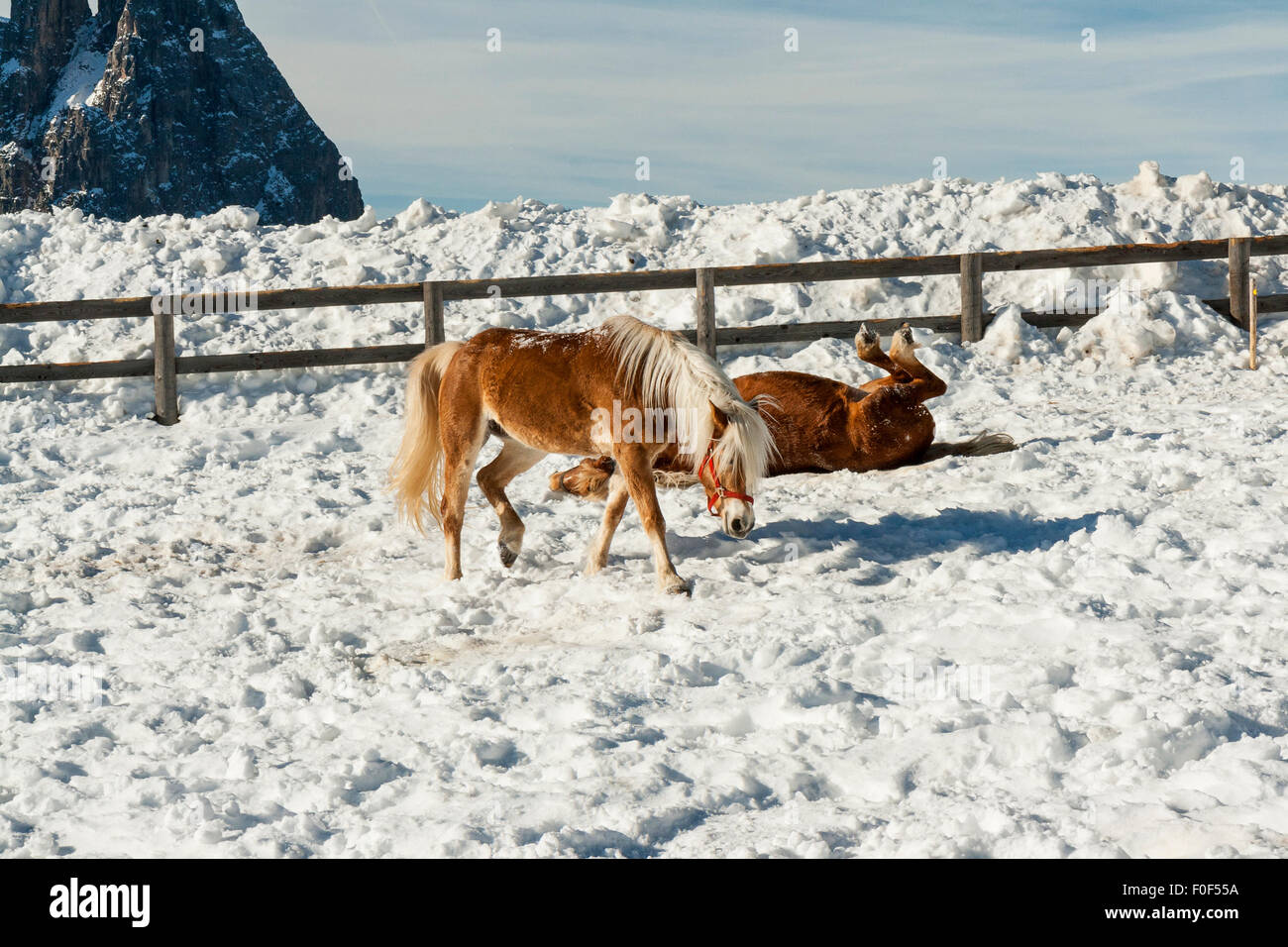 Beautiful ponies are rolling in the snow. Magnificent ponies in the ...
