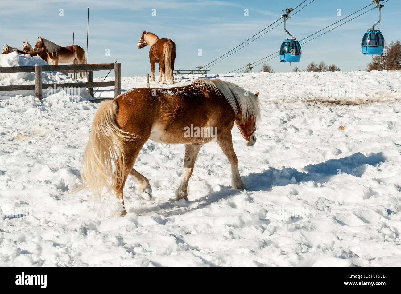 Magnificent ponies on the snow. Cabs for skiers behind in Dolomites ...