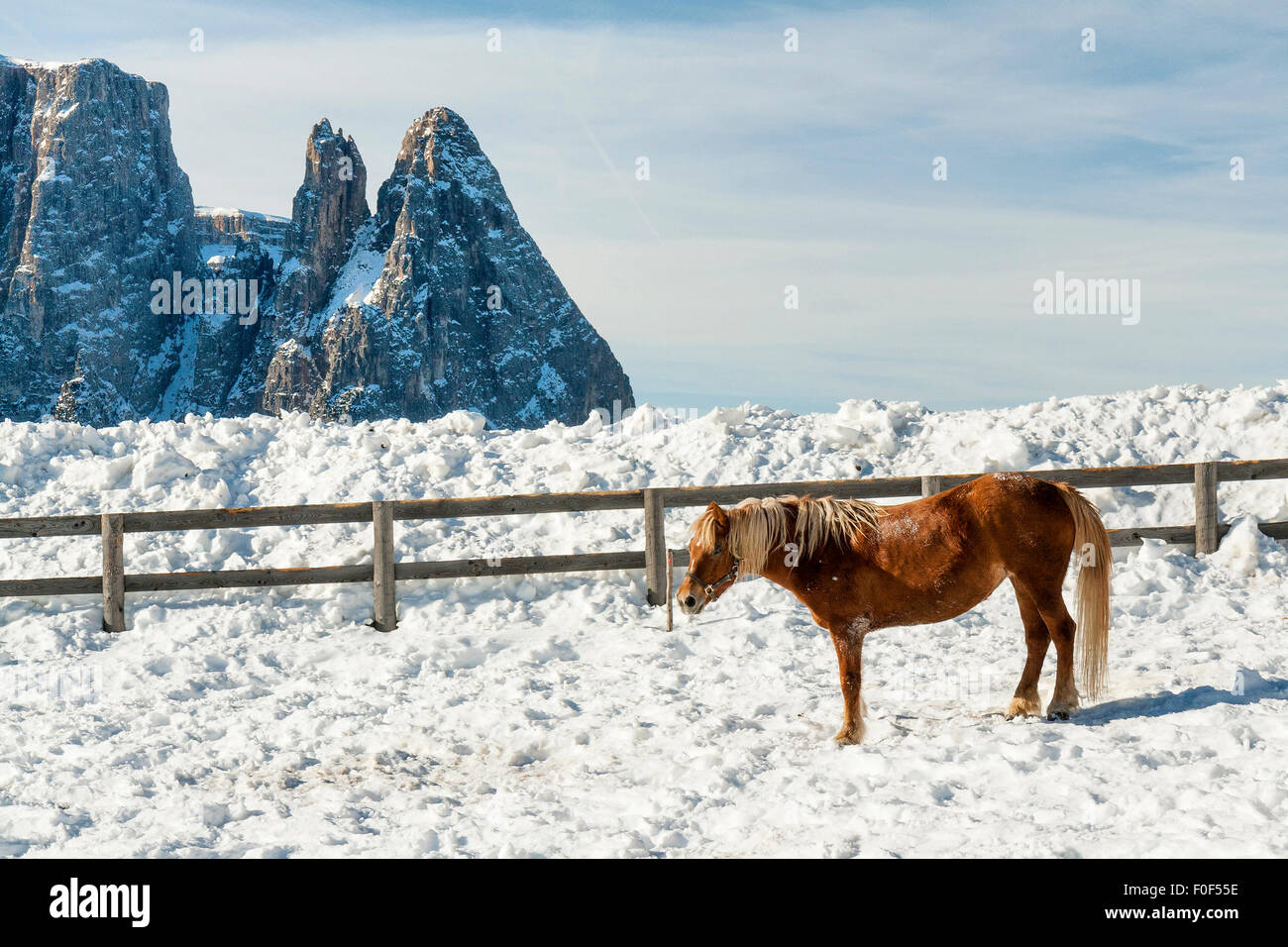 Magnificent ponies on the snow. Dolomites. Val di Fiemme, Italy Stock ...