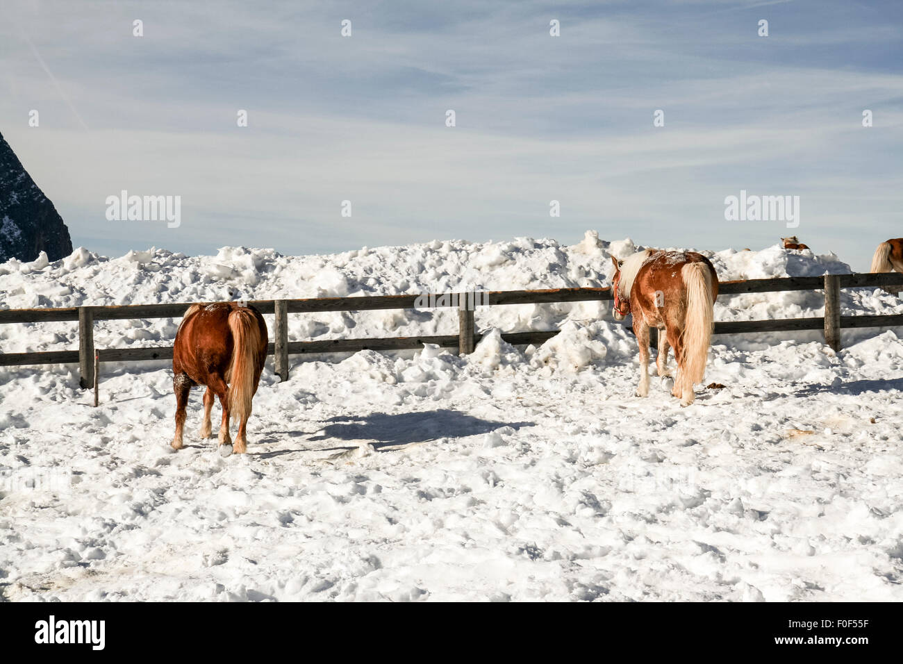 Magnificent ponies on the snow. Dolomites. Val di Fiemme, Italy Stock ...