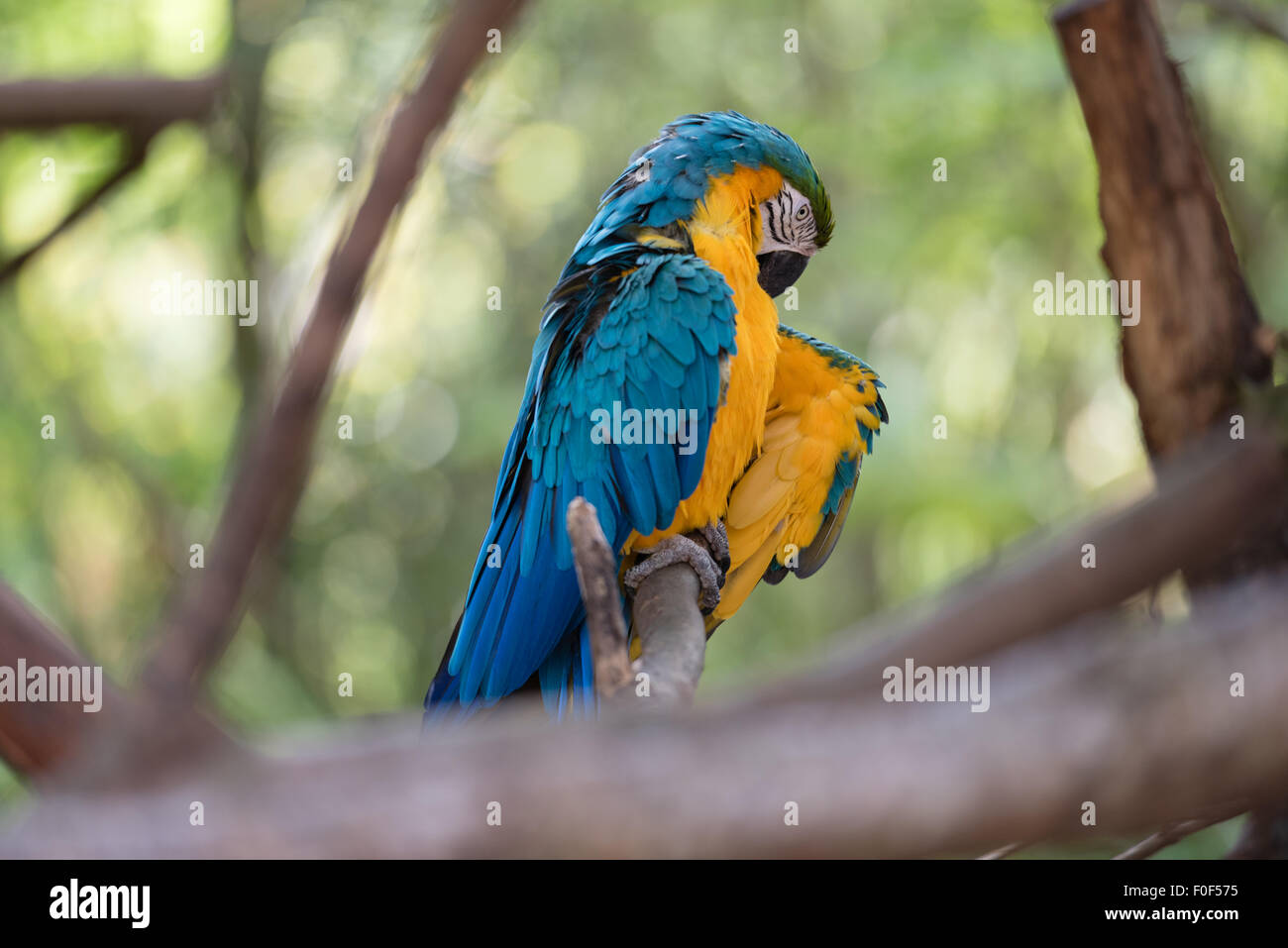 A colorful Macaw sitting on a branch surrounded by trees lifting its ...