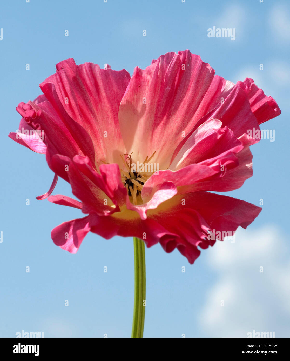 Kappen mohn hi-res stock photography and images - Alamy