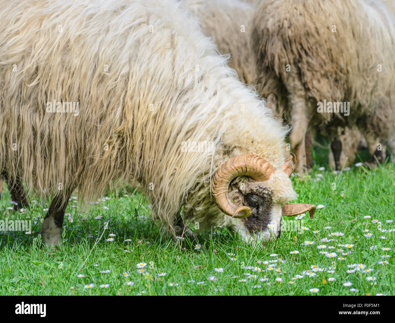 Old ram with his flock of sheep grazing in the meadow, in the spring ...