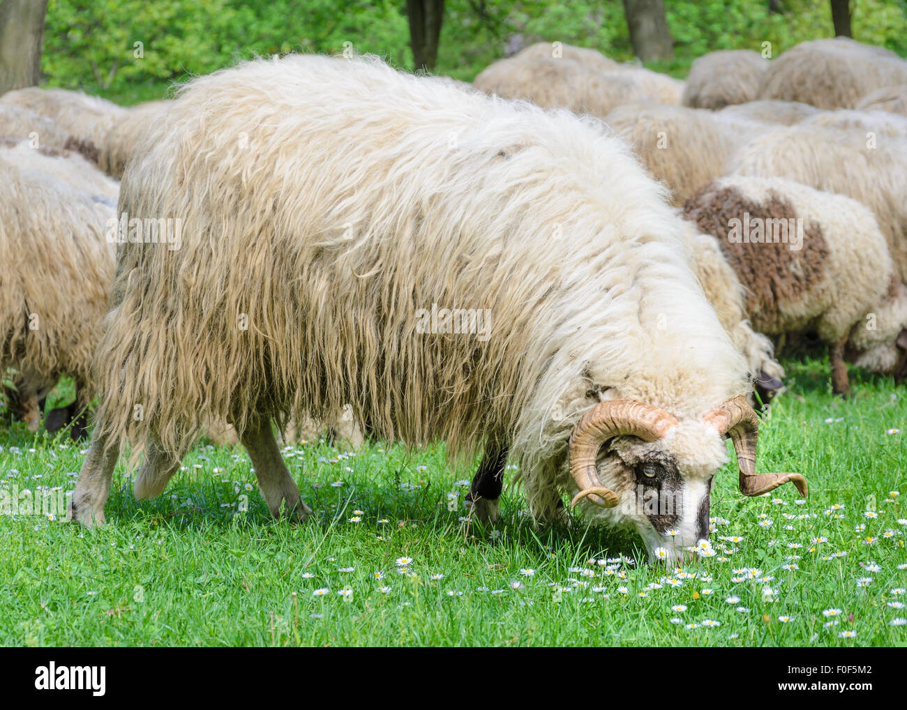 Old ram with his flock of sheep grazing in the meadow, in the spring ...