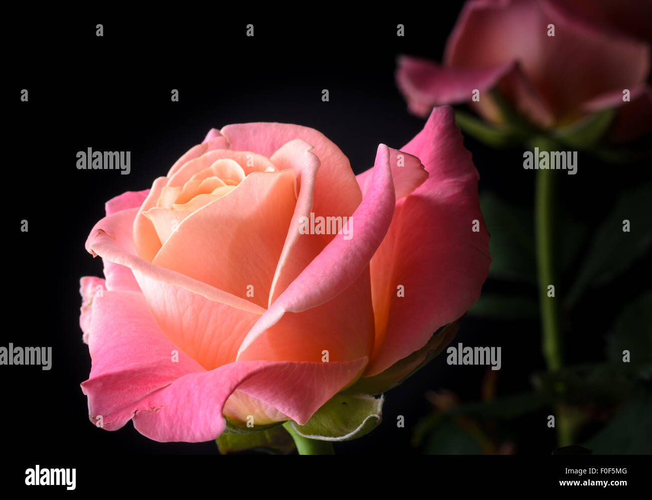 Yellow, orange, pink creamy roses isolated on black background ...