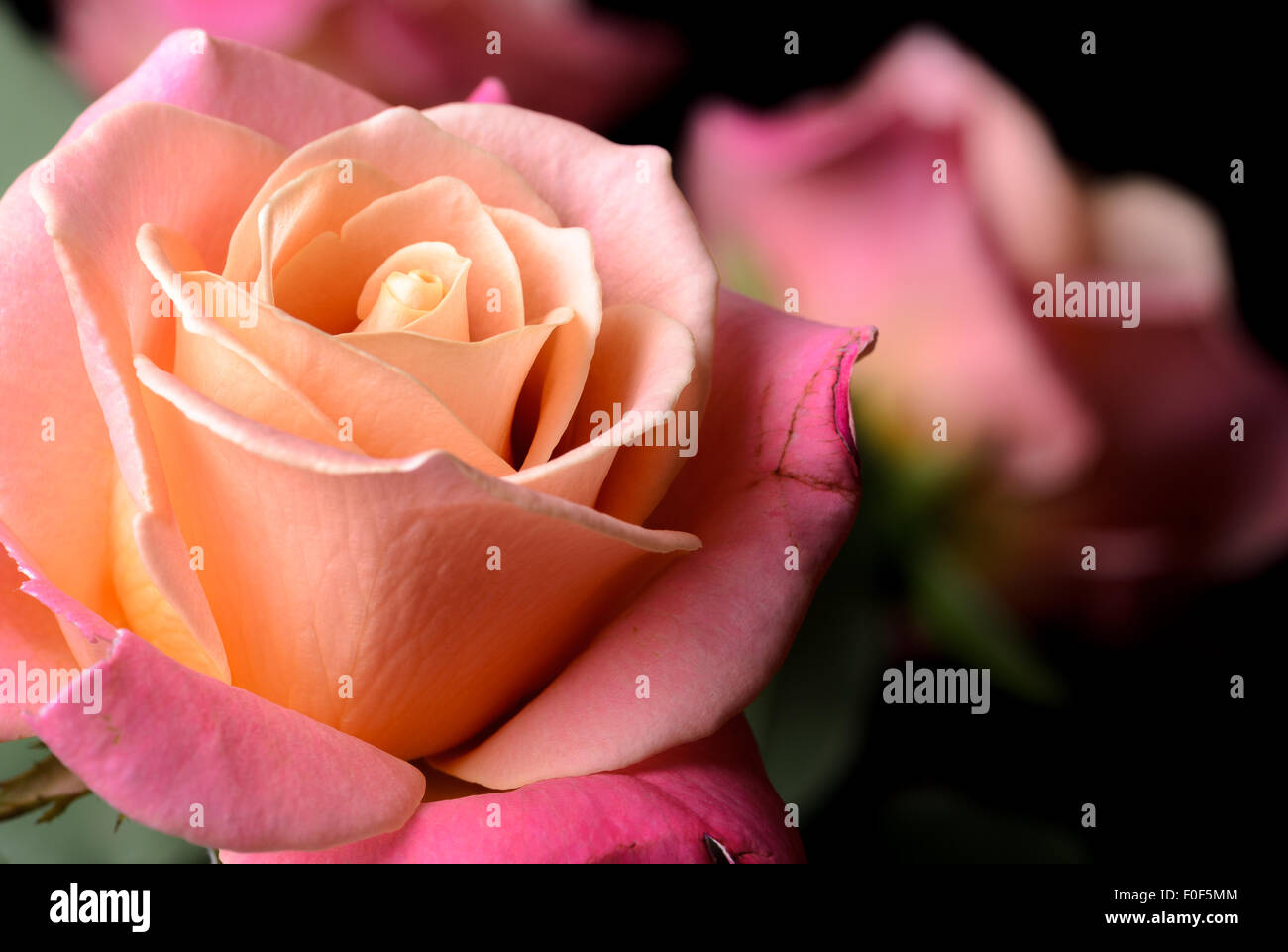 Yellow, orange, pink creamy roses isolated on black background ...