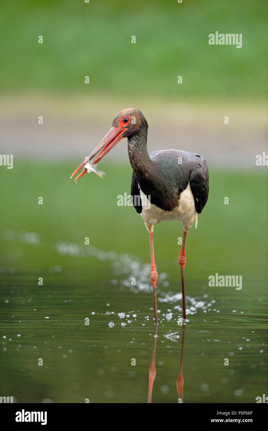 Black stork (Ciconia nigra) carrying fish, Elbe Biosphere Reserve ...